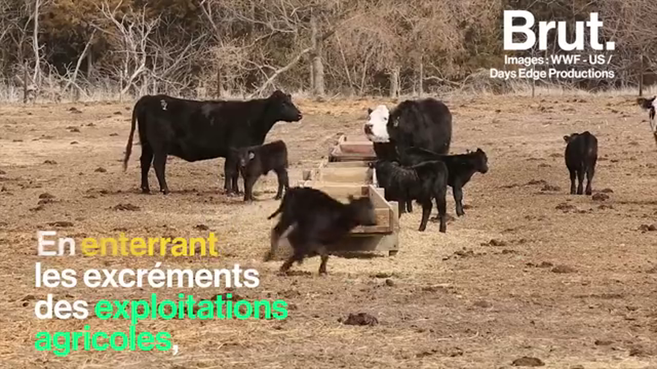 PodEduc - Pourquoi Le Bousier Roule Cette Boule _.Mp4