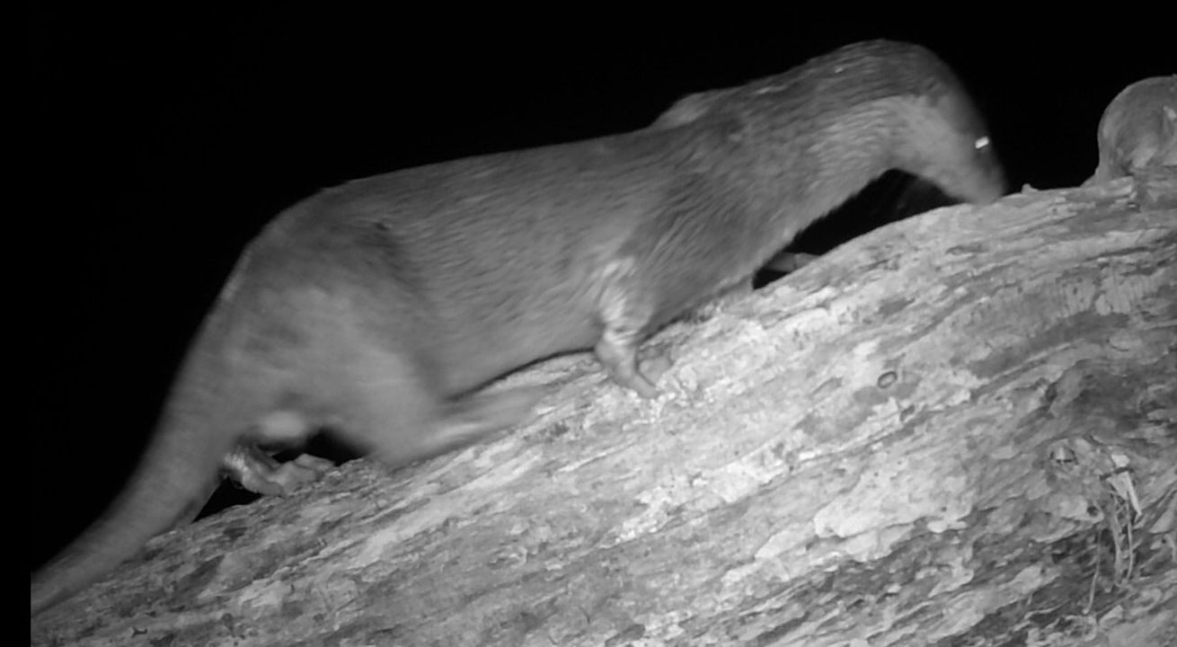 PodEduc - Loutre En Mai 2025