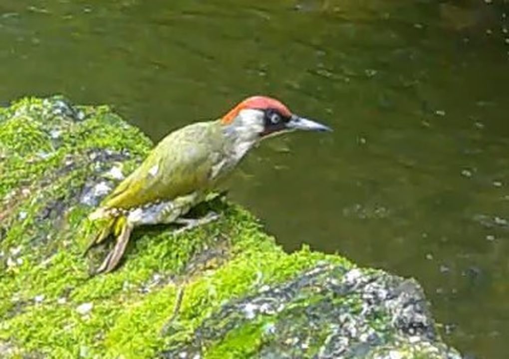 PodEduc - Occitanie - Cité scolaire Bellevue - Albi - biodiversité ...