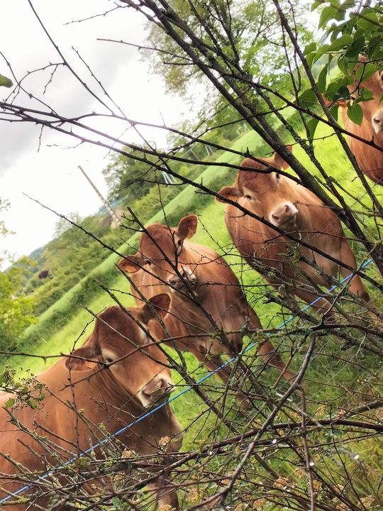 PodEduc - Visite Dans Une Ferme Bio Et Fabication Du B…