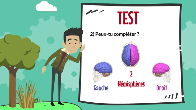 PodEduc - 2 - Comment Est Composé Le Cerveau