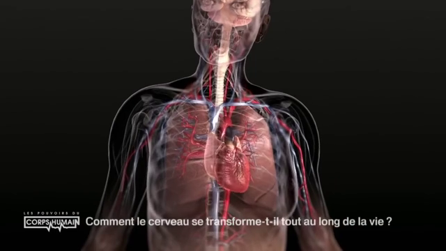 PodEduc - 7 - Quelles Sont Les Étapes Du Développement…