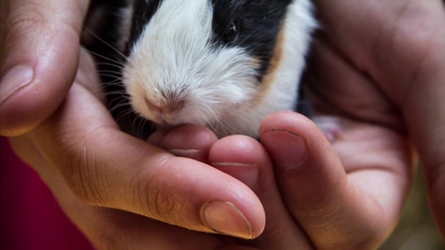 PodEduc - Tv Flaubert Janvier 2025