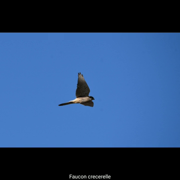 PodEduc - Les Rapaces.