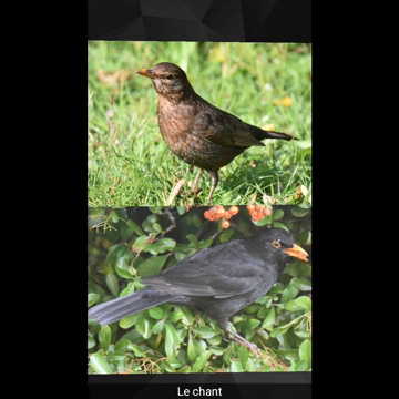 PodEduc - Le Merle Et La Merlette.