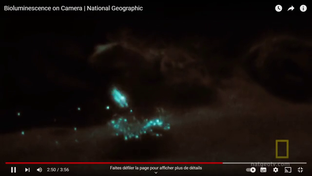 PodEduc - Leurrer Bioluminescence