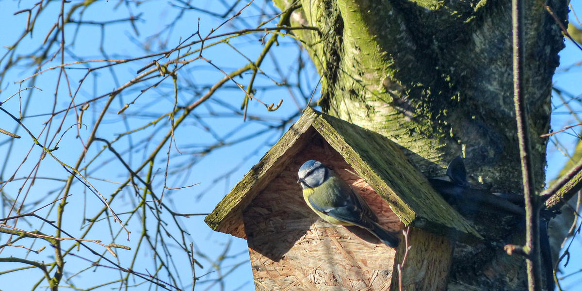 PodEduc - Nichoirs.Mp4