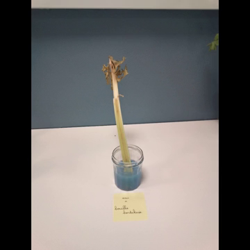 PodEduc - 05 - Vegetaux.Mp4