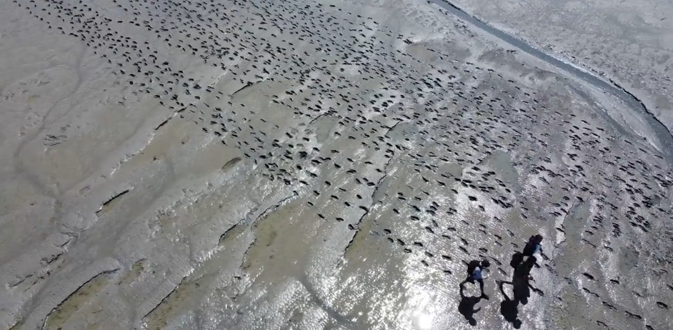 PodEduc - Baie Du Mont-Saint-Michel 2024 - Écodélégués…