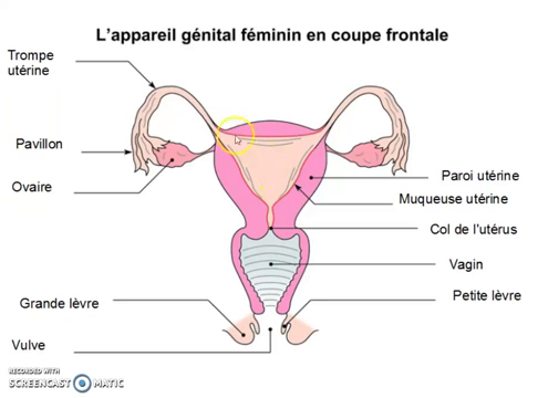 PodEduc - Appareil Reproducteur Féminin-4min30.Mp4
