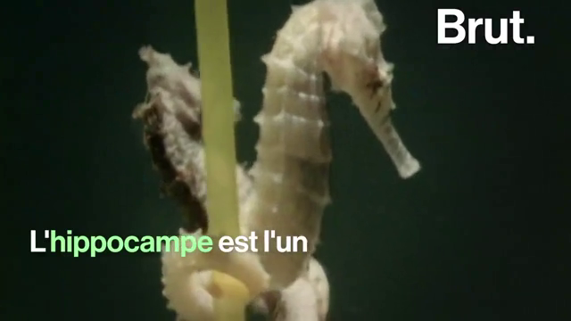 PodEduc - Reproduction Hyppocampe.Mp4