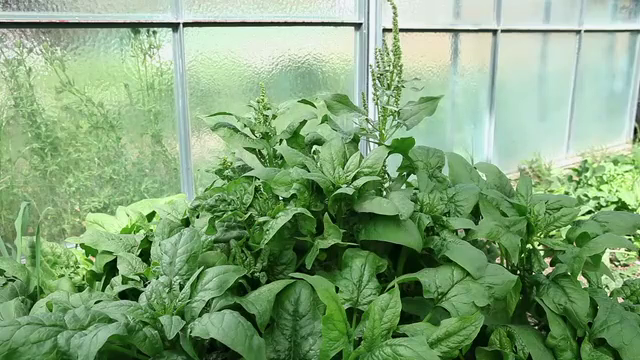 PodEduc - Autogamie Et Allogamie