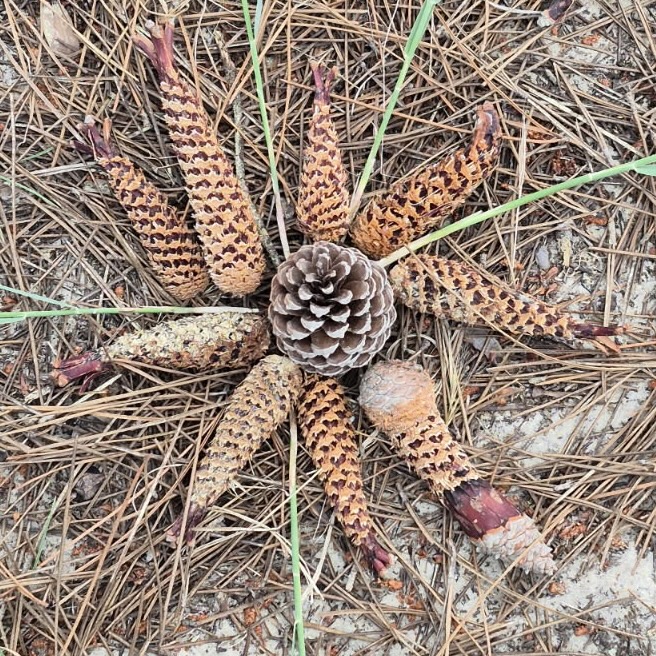 PodEduc - La Sortie Au Lac